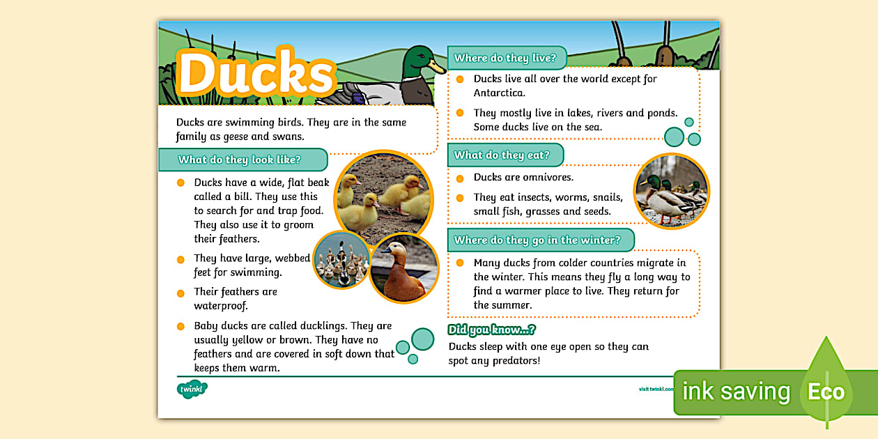 KS1 Ducks Fact File - Animals (teacher made) - Twinkl