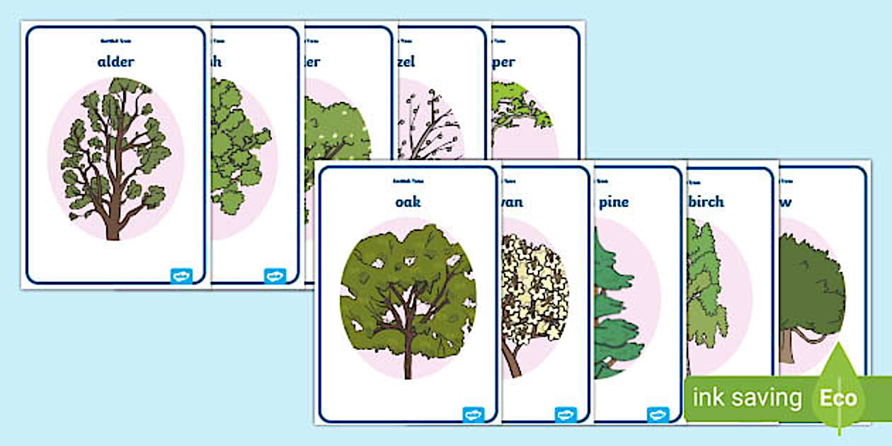 Trees in Scotland Posters - CfE Learning Resources - Twinkl