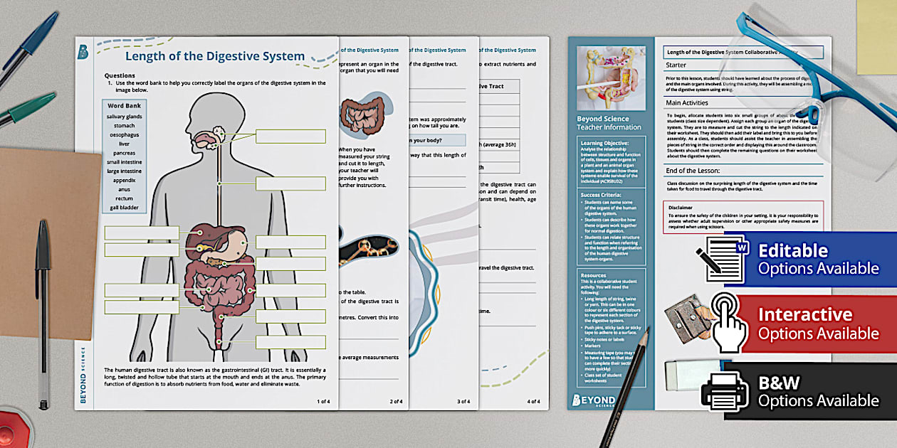 Length of the Digestive System Collaborative Activity