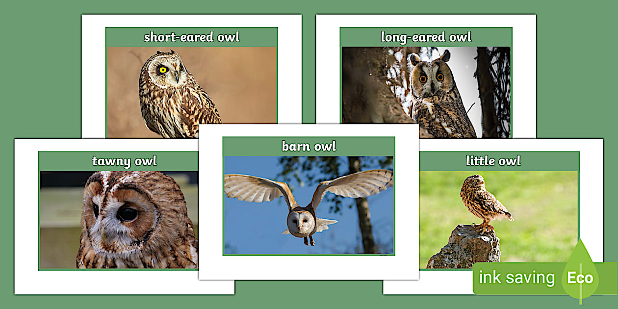 UK Owls Image Display Photo Pack (teacher made) - Twinkl