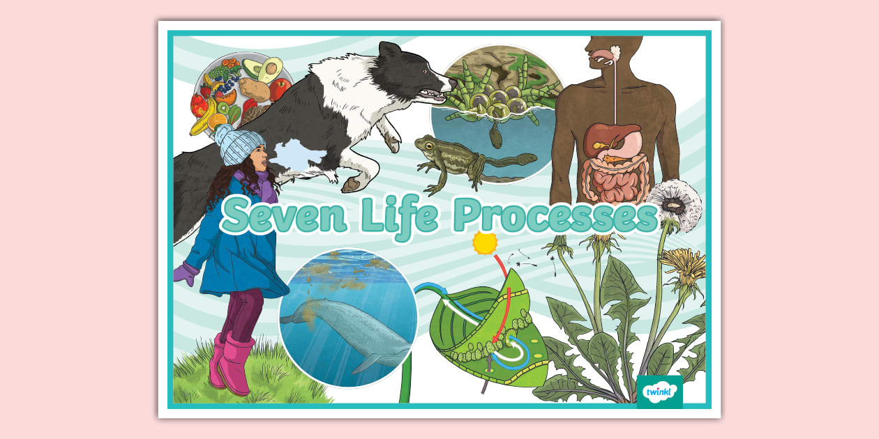 Intermediate Phase Life Processes Display Banner - Twinkl