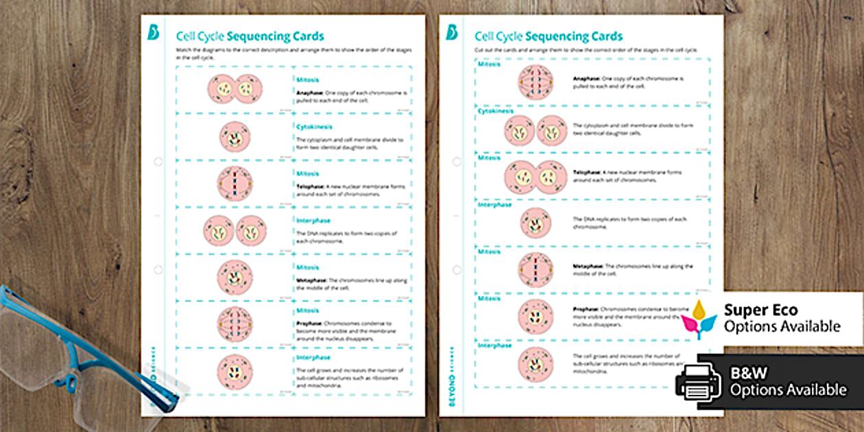 Cell Cycle and Mitosis Worksheet | Beyond Resource - Twinkl