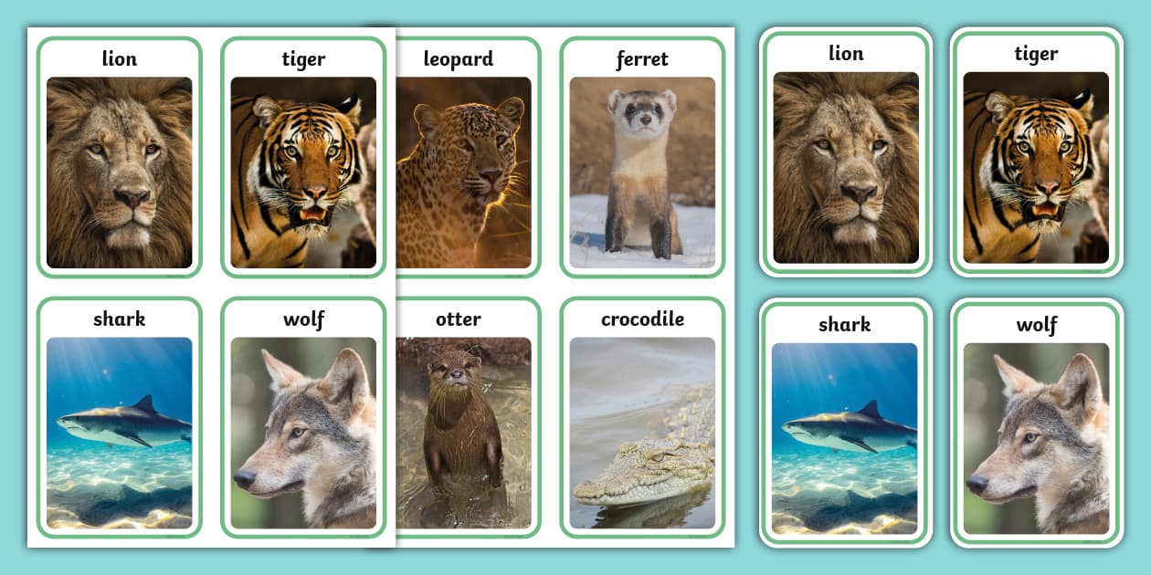 Carnivore Flashcards - Twinkl Flashcards (professor feito)