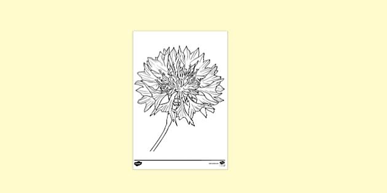 Cornflower Colouring Sheet | Colouring Sheets | Twinkl