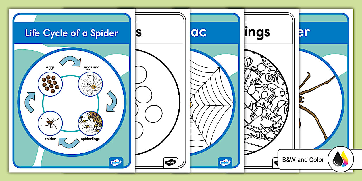 Life Cycle of a Spider Posters for K-2nd Grade - Twinkl