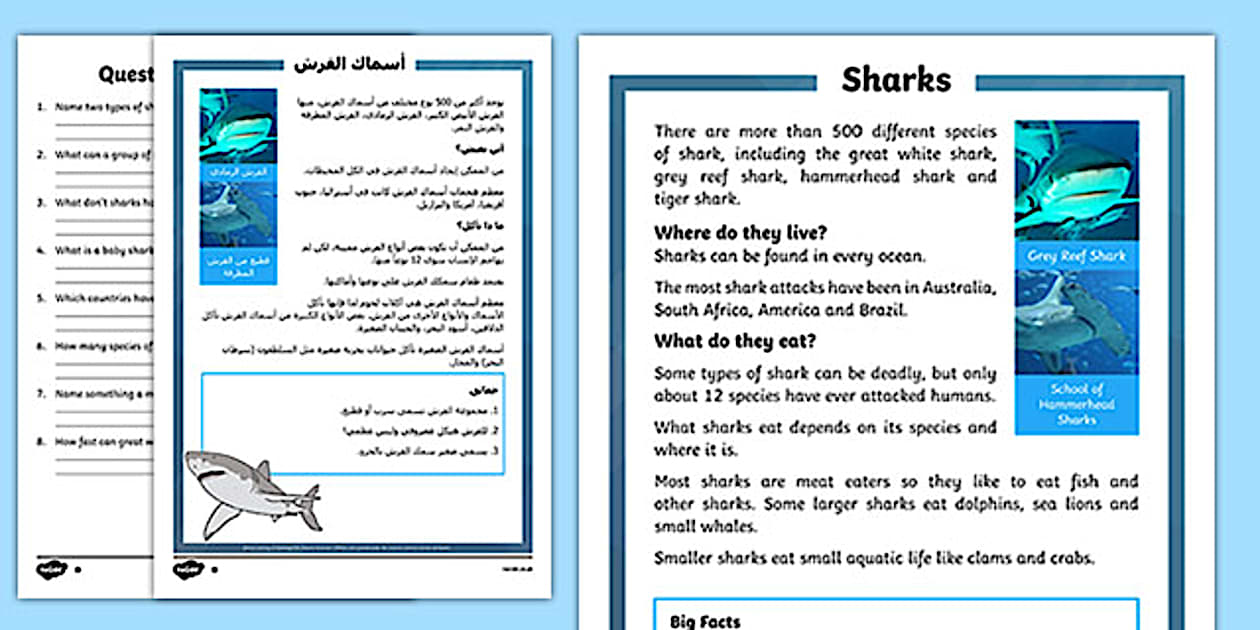 Sharks Differentiated Reading Comprehension Activity Arabic Translation