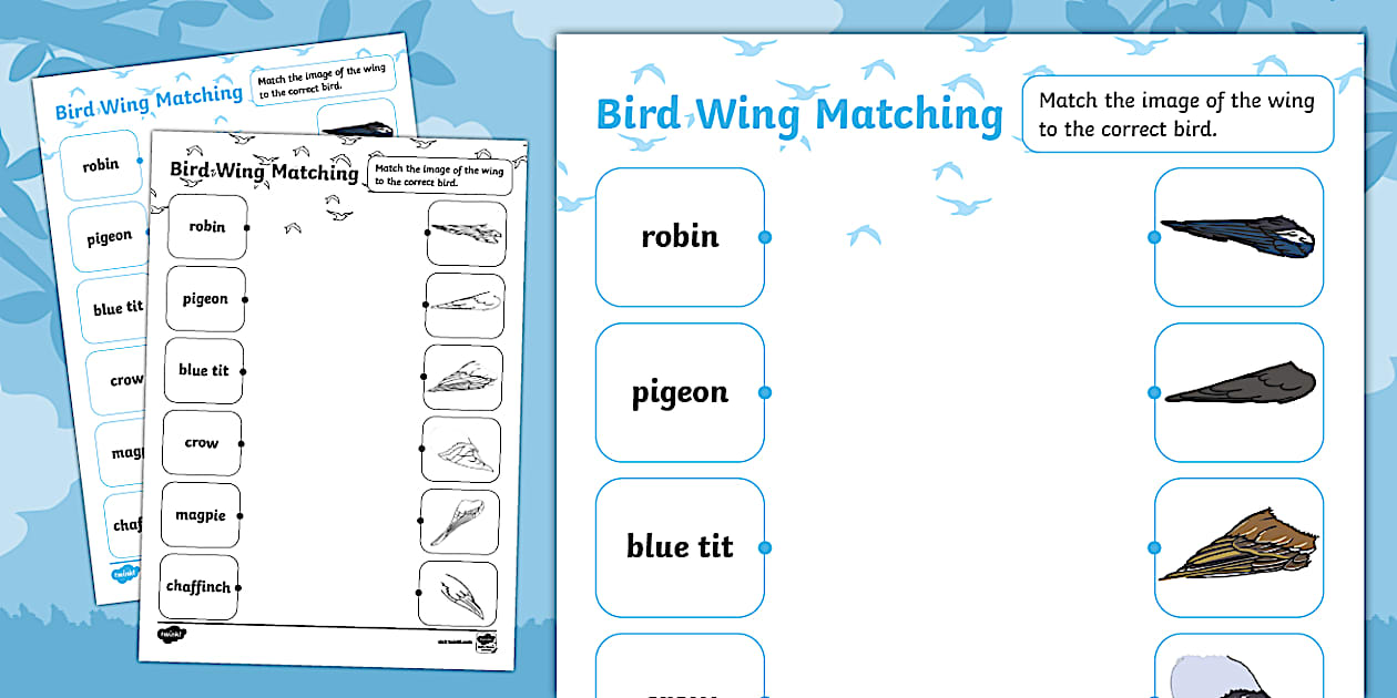 Bird Wing Matching Worksheet (teacher made) - Twinkl