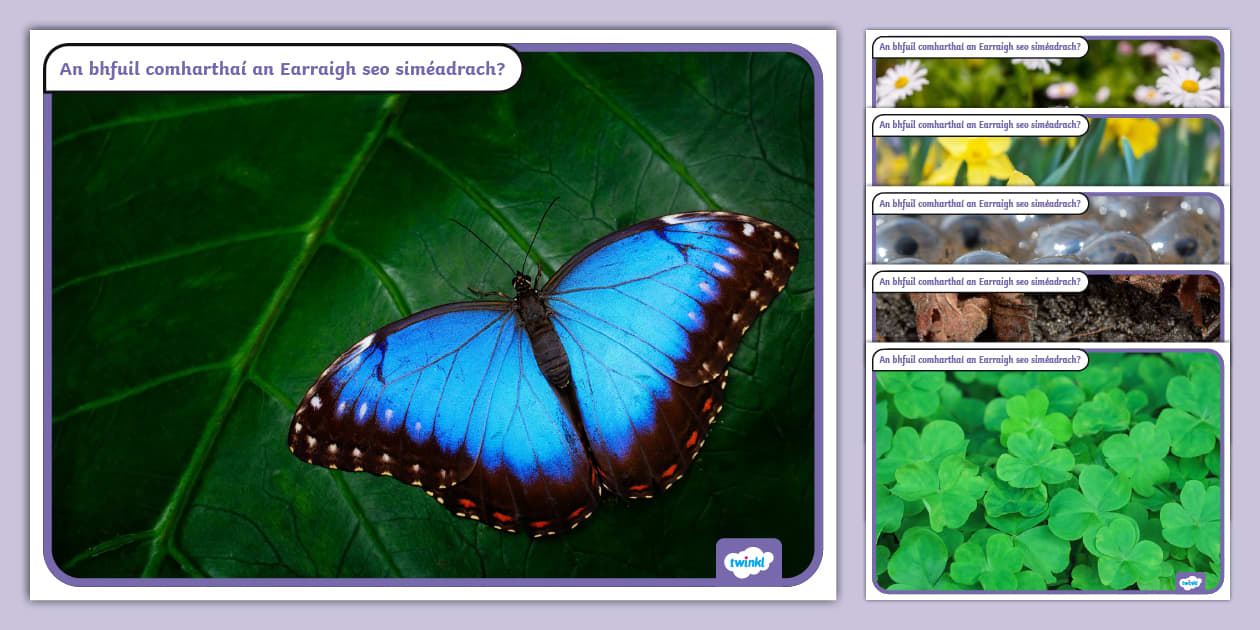Symmetry Display Posters - Twinkl Ireland Resources