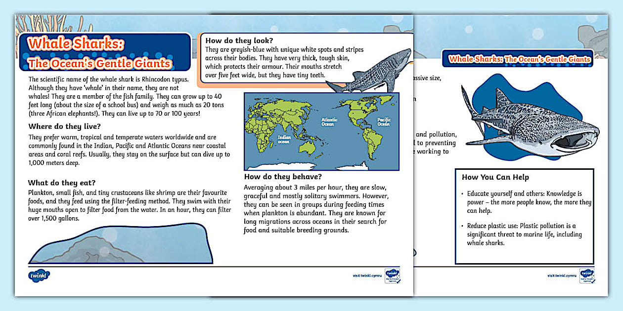 Whale Shark Fact File (Teacher-Made) - Twinkl