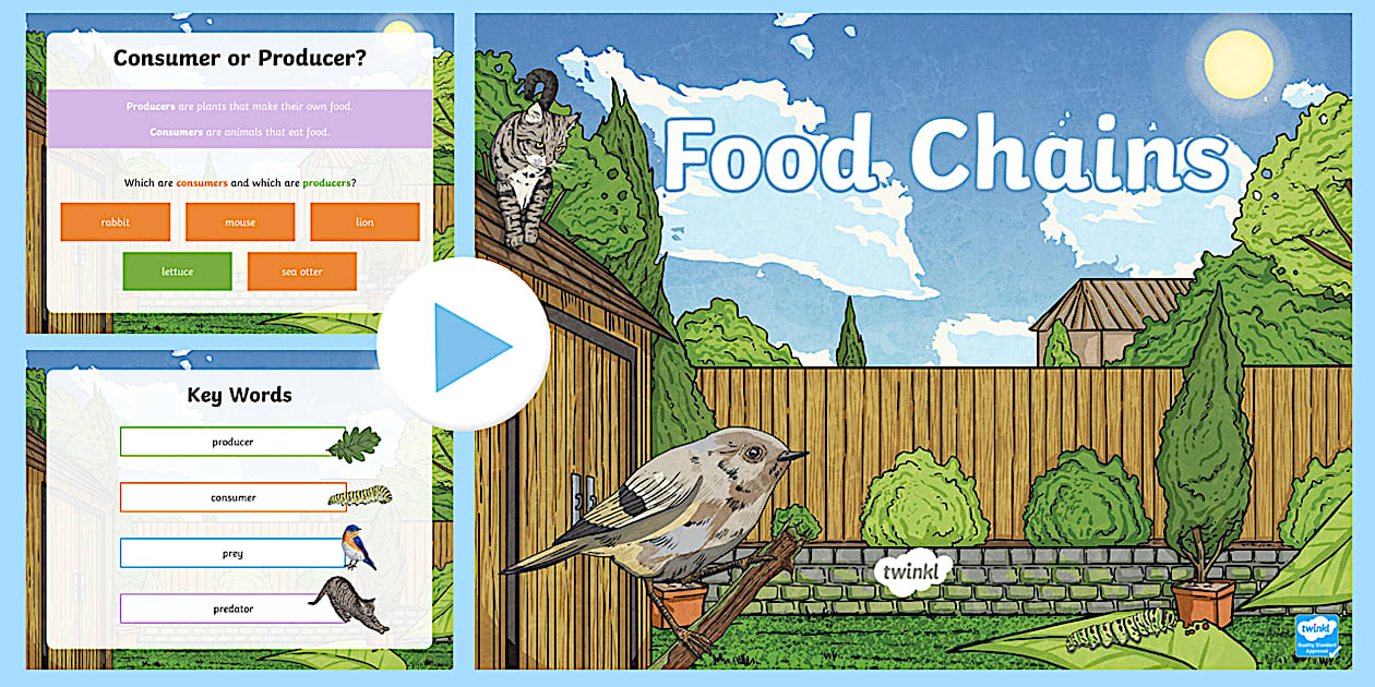 Food Chain PowerPoint (teacher made) - Twinkl