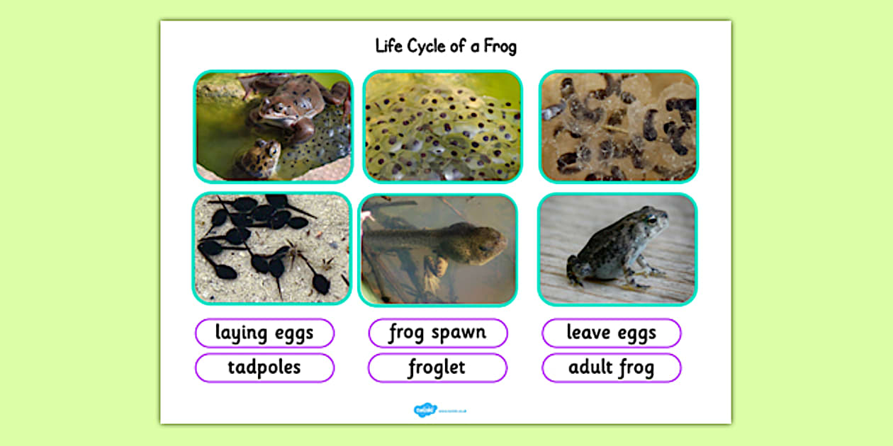 Life Cycle of a Frog Photo Cut Out Pack (teacher made)