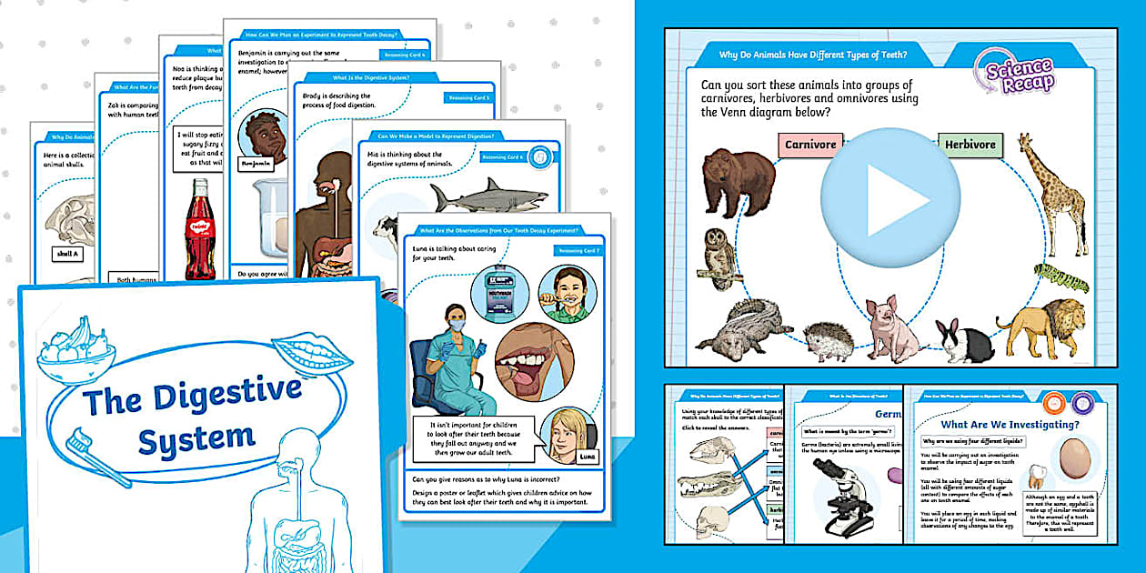 Step into Science: Year 4: Summer: Block 4: The Digestive System: Steps ...