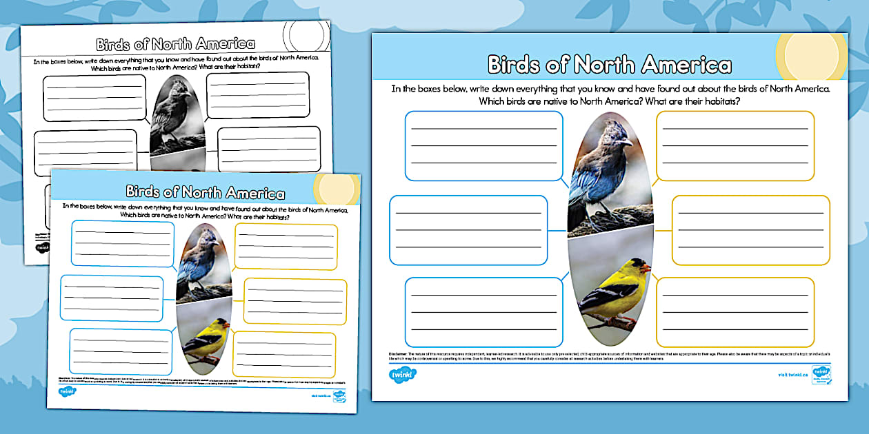 Birds of North America Mind Map (teacher made) - Twinkl