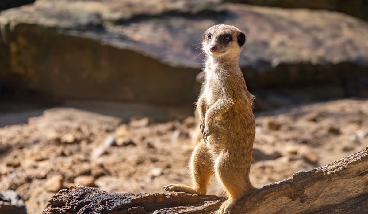 Meerkats Moving Into Edinburgh Hospital - Twinkl NewsRoom