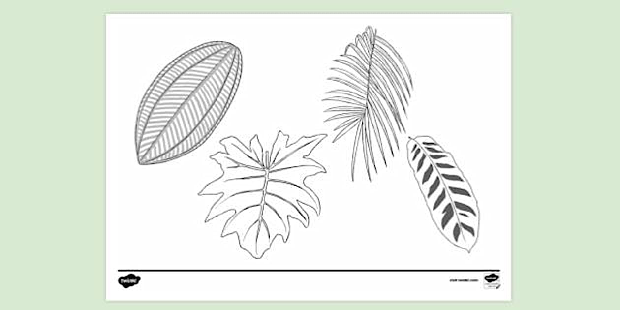 Tropical Leaves Colouring Page | Colouring Sheets - Twinkl