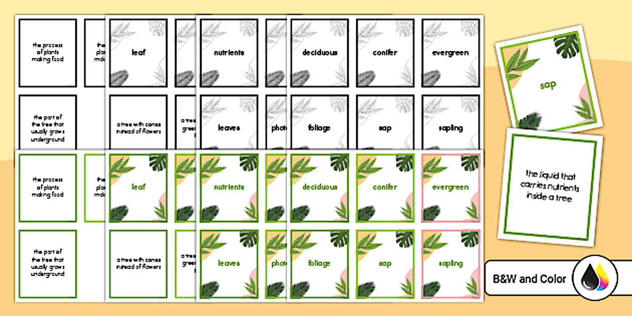 Tree Vocabulary Matching Cards for K-2nd Grade - Twinkl