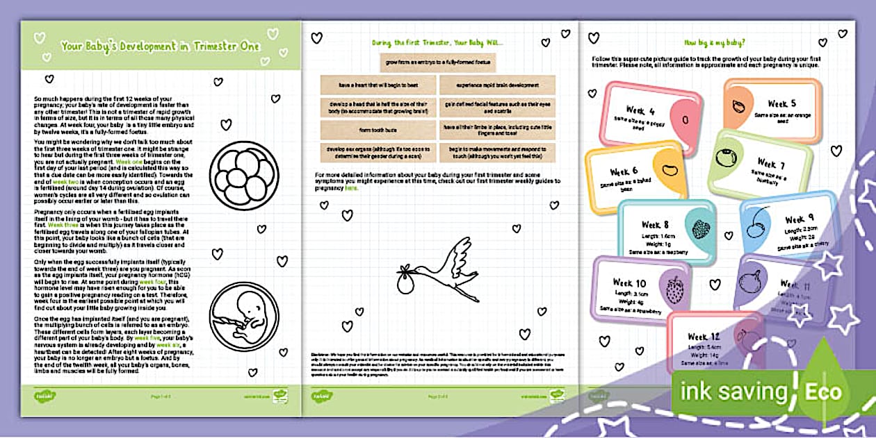 Your Baby's Development in Trimester One (teacher made)