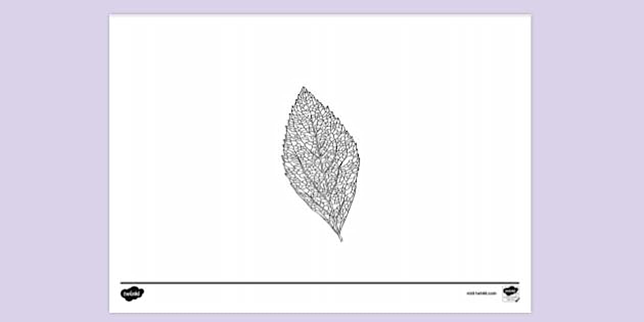 Leaf 4 Colouring | KS1 Colouring Sheets | Twinkl Resources