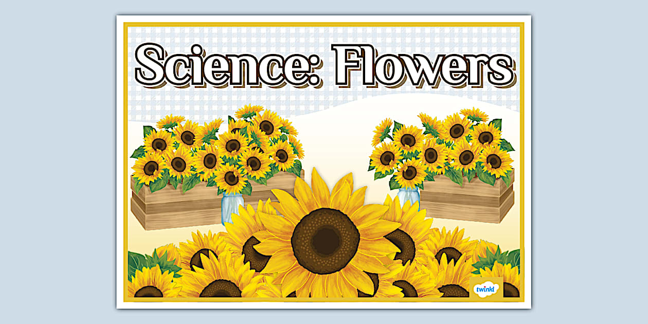 Sunflower-Themed Science: Flowers Display Poster - Twinkl