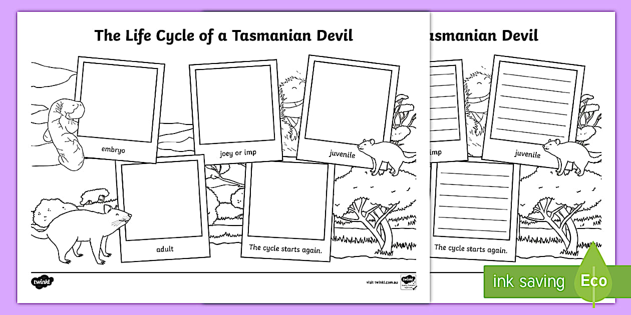 SA Life Cycle of a Tasmanian Devil Writing Frame - Twinkl