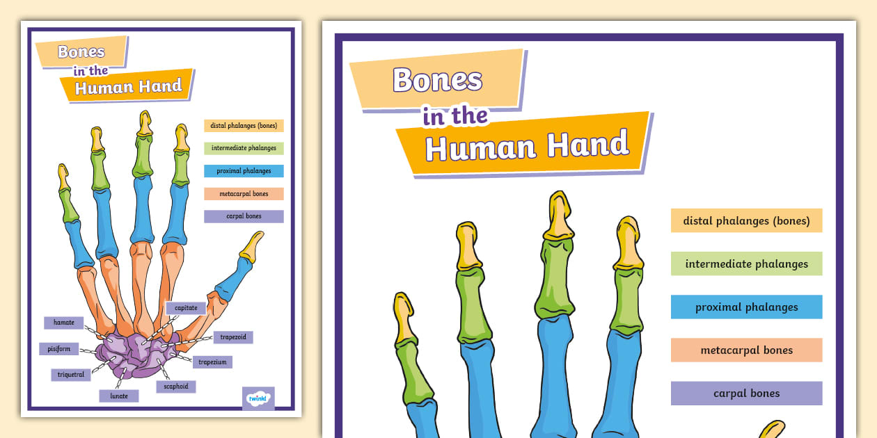 Bones in the Human Hand Poster - Twinkl