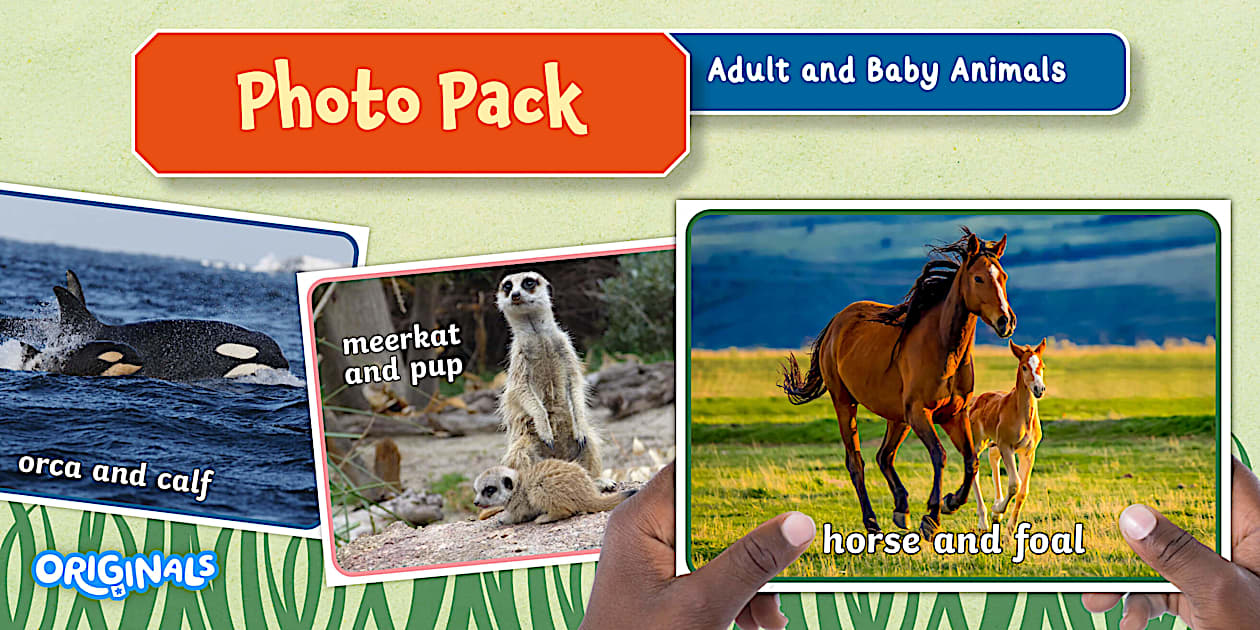 Adult and Baby Animals Photo Pack