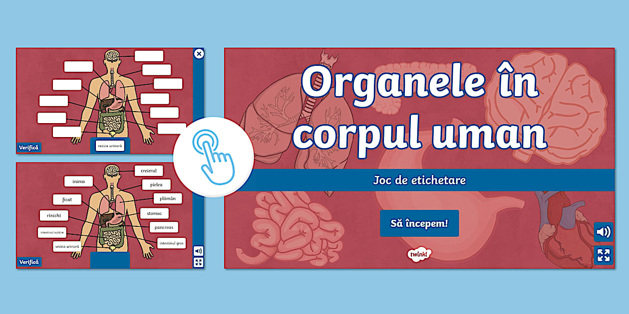 Organele în corpul uman Joc online de etichetare - Twinkl