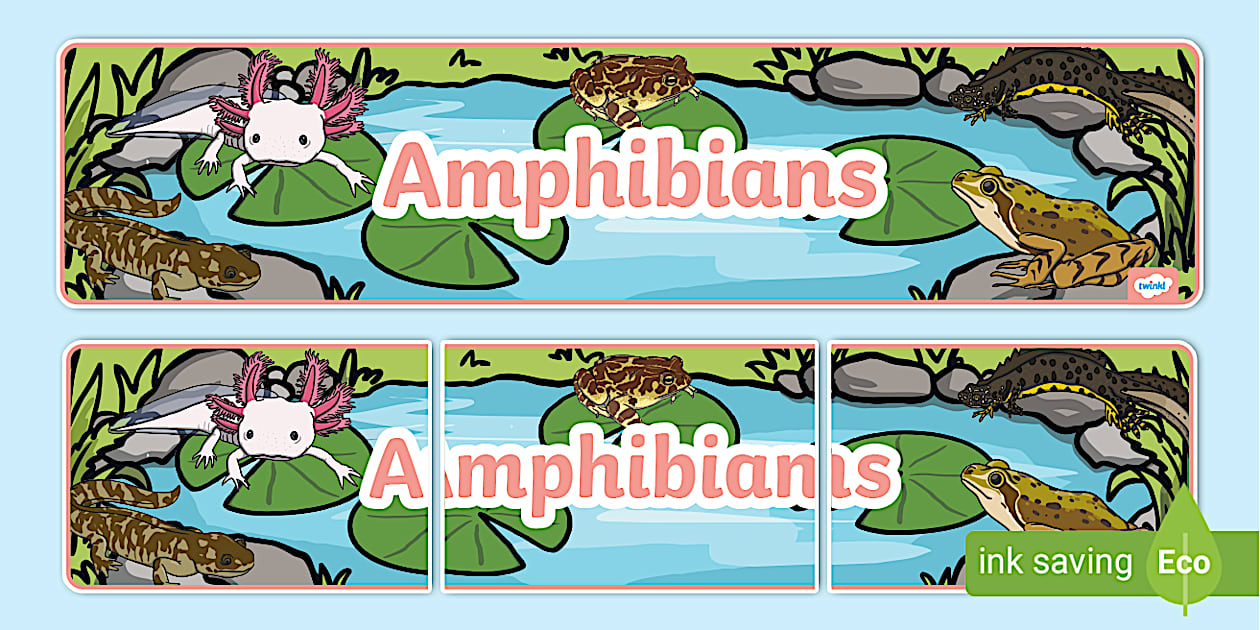 Amphibians Display Banner (teacher made) - Twinkl