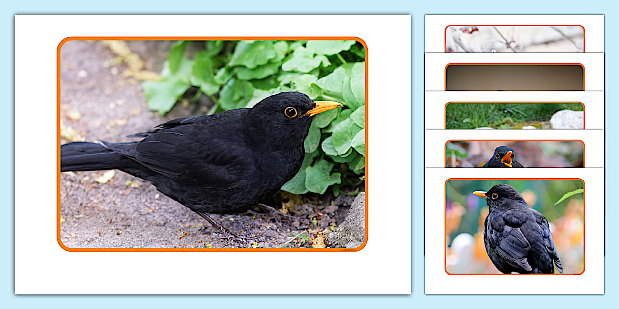 Photos of Blackbirds Display Pack (teacher made) - Twinkl