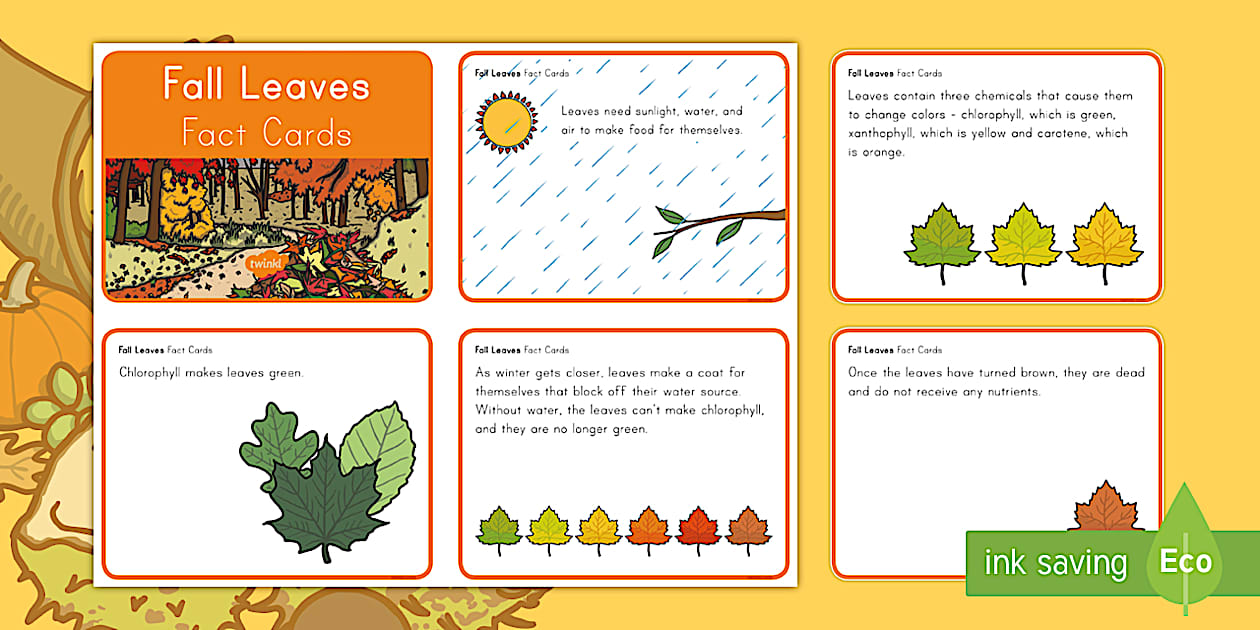 Printable Fall Leaves Facts Cards for Kids | Twinkl USA