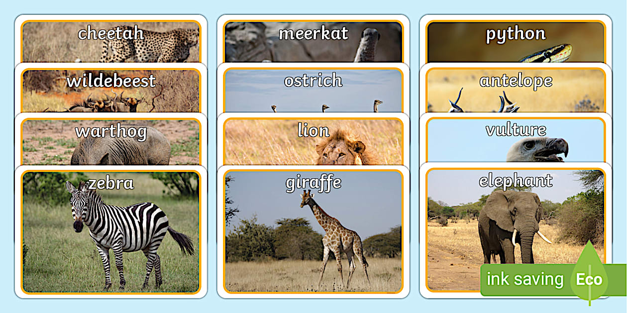 Animals of the Savanna Photo Pack - KS1 - Wildlife - Habitat