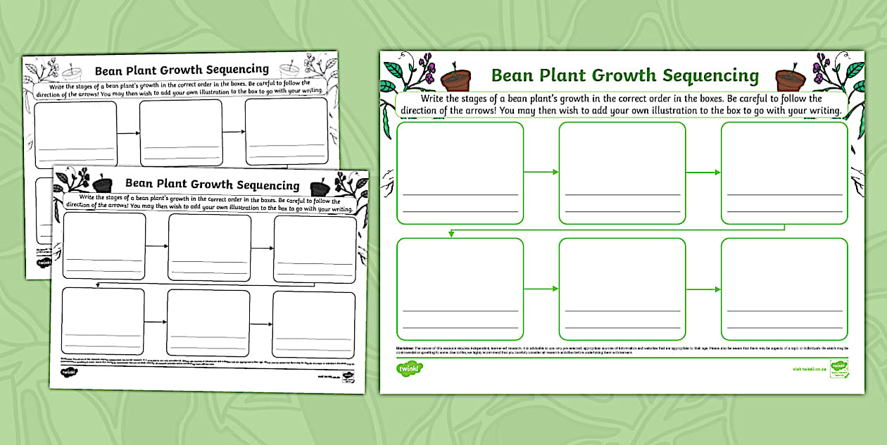 Bean Plant Growth Sequencing Mind Map (Teacher-Made)