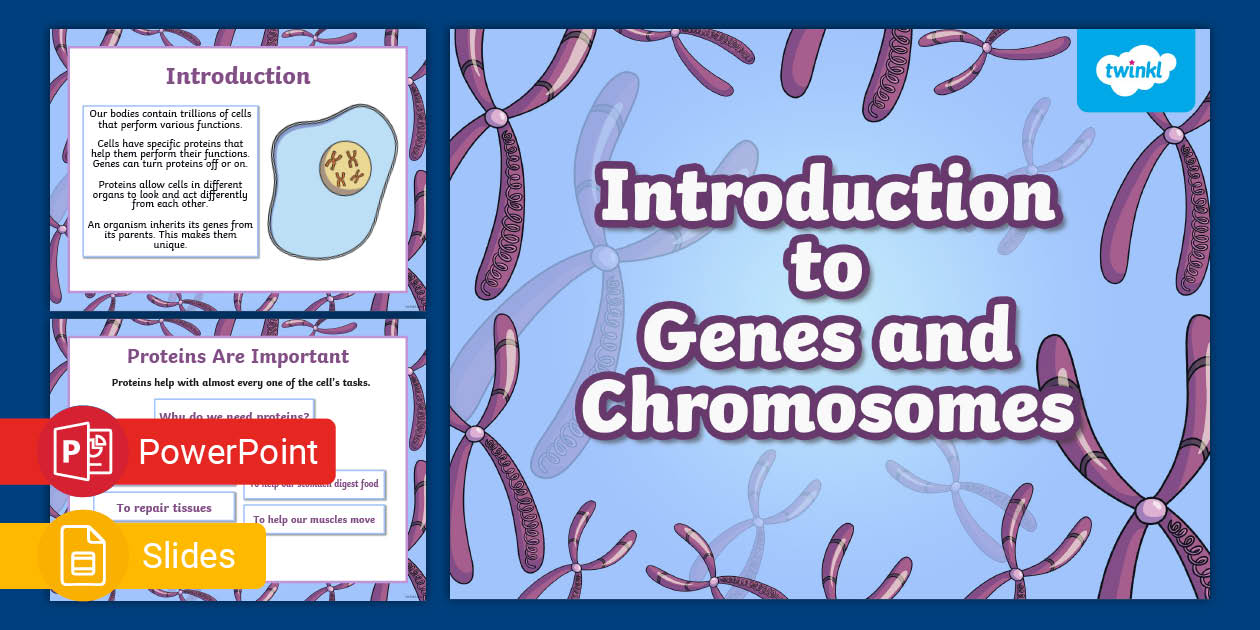 Chromosome PowerPoint and Google Slides for 6th-8th Grade