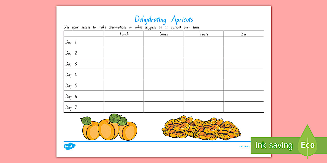 Dehydrating Apricot Observation Worksheet - Twinkl