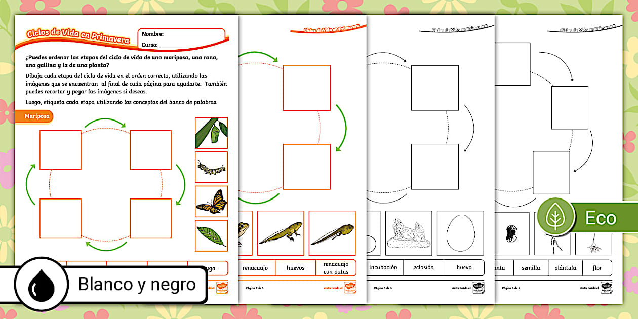 primavera ciclos de vida mariposa rana ciencias básica guía