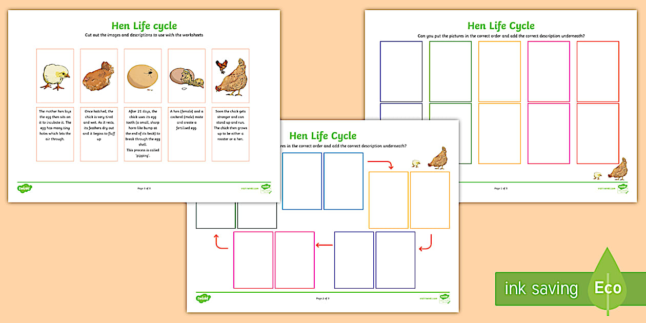 Life Cycle of a Chicken KS1 Worksheets - Science Resource