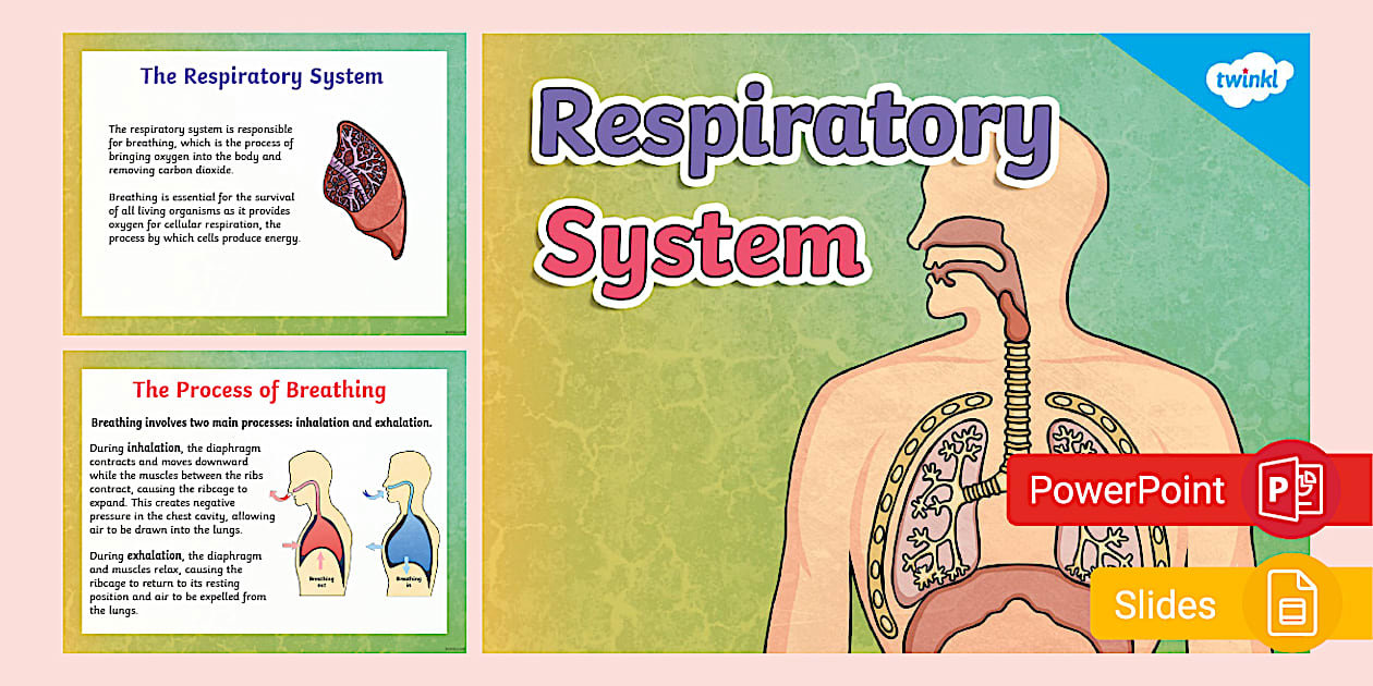 Respiratory System PowerPoint & Google Slides (teacher made)
