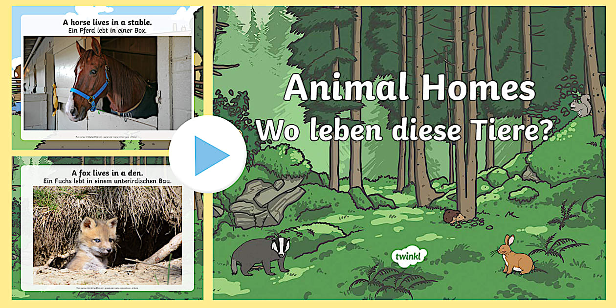 Animal Homes PowerPoint English/German - Twinkl