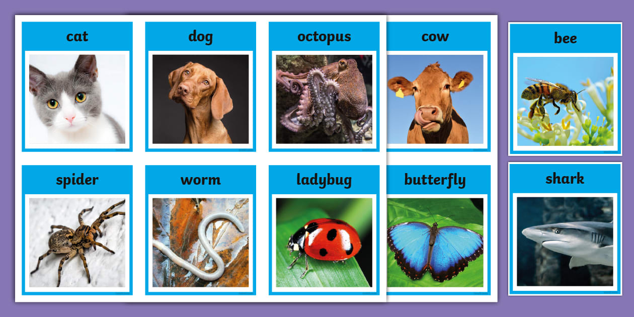 Vertebrates and Invertebrates Photo Sorting Cards - Twinkl