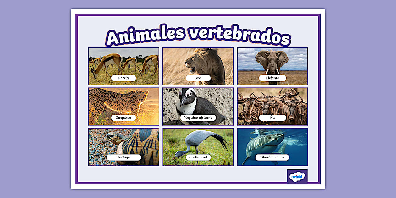 Lámina de animales vertebrados | Twinkl