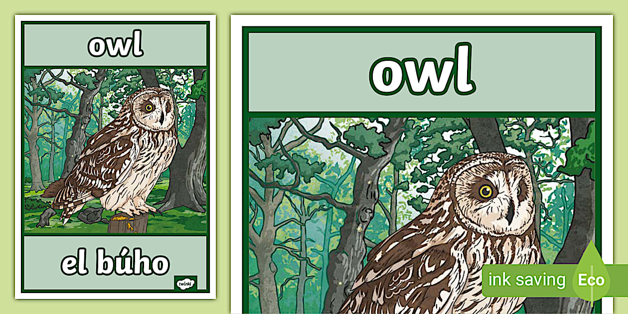 👉 Spanish Word for Owl Display Poster