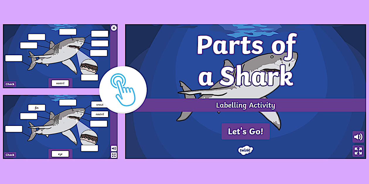 Great White Shark Body Parts Labeled Activity | Twinkl Go