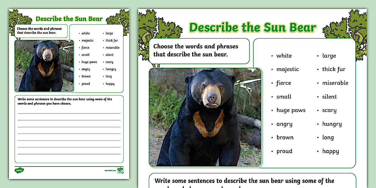 Describe the Sun Bear Worksheet (Teacher-Made) - Twinkl