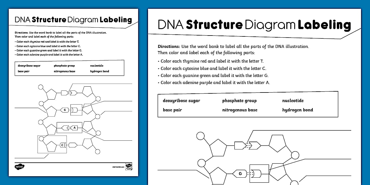 DNA Labeling Worksheet | Teaching Resource | Twinkl USA