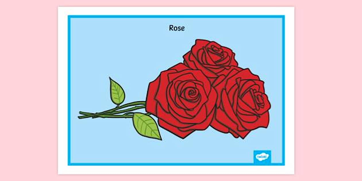 Rose Display Poster KS2 - Primary Resources - Twinkl
