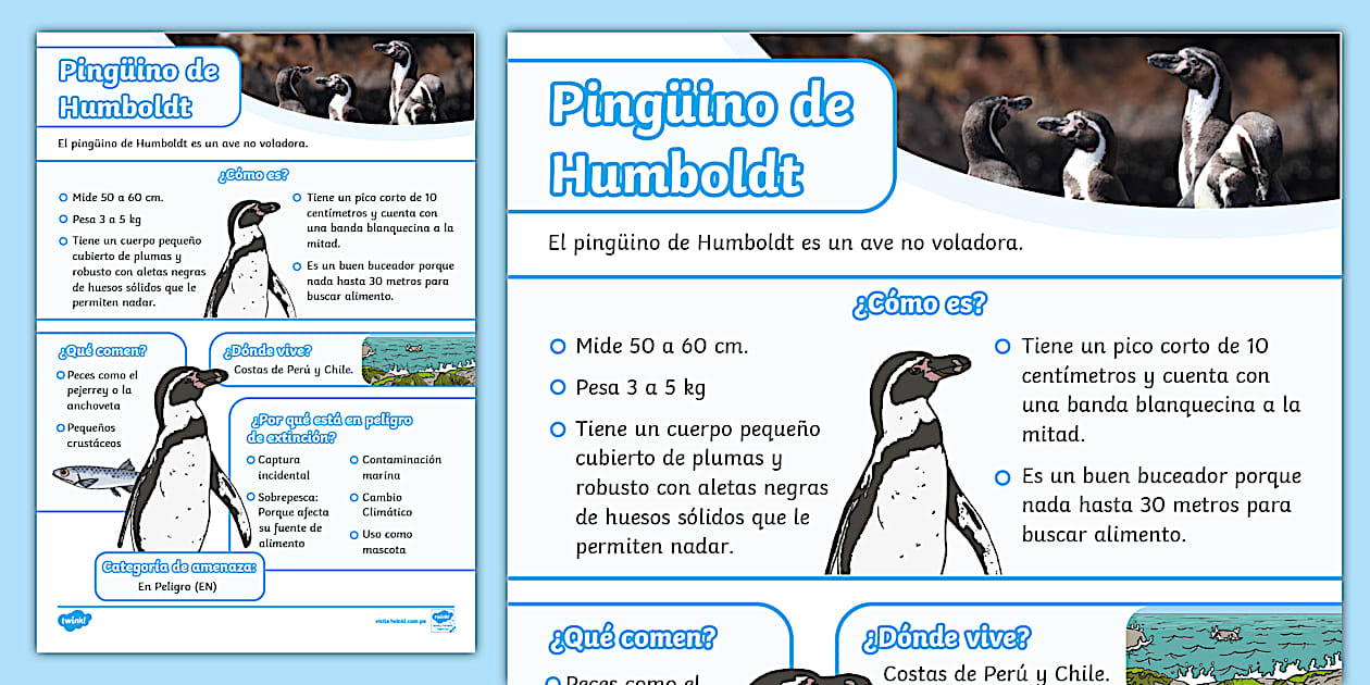 Texto informativo: Pingüino de Humboldt - Twinkl Texto informativo: Pingüino de Humboldt - Twinkl