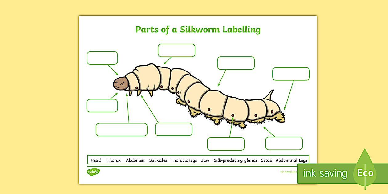 Parts of a Silkworm Labelling Worksheet (teacher made)