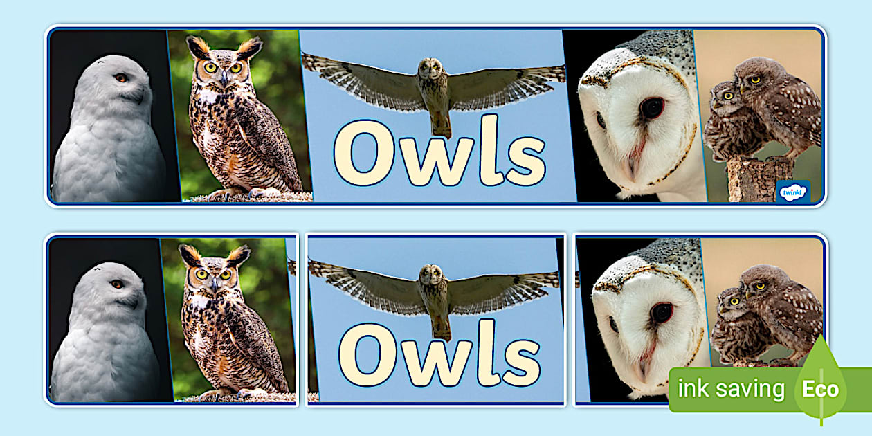 Owls Photo Display Banner (teacher made) - Twinkl