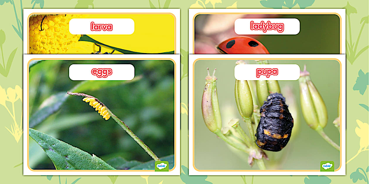 Ladybug Life Cycle Photos (Teacher-Made) - Twinkl