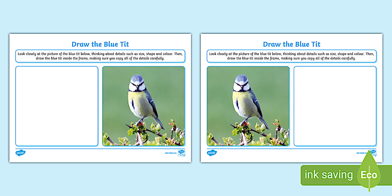 Draw the Blue Tit Art Activity (teacher made) - Twinkl